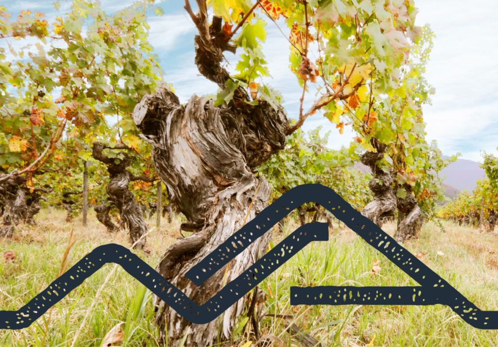 Neyen de Apalta Vineyard: A pioneering winery in the Apalta Valley, Chile.