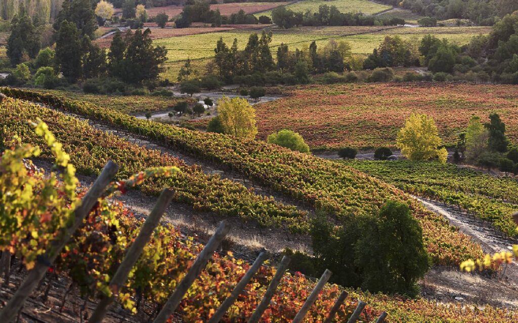 Discover the ancestral vineyards of the Apalta Valley.